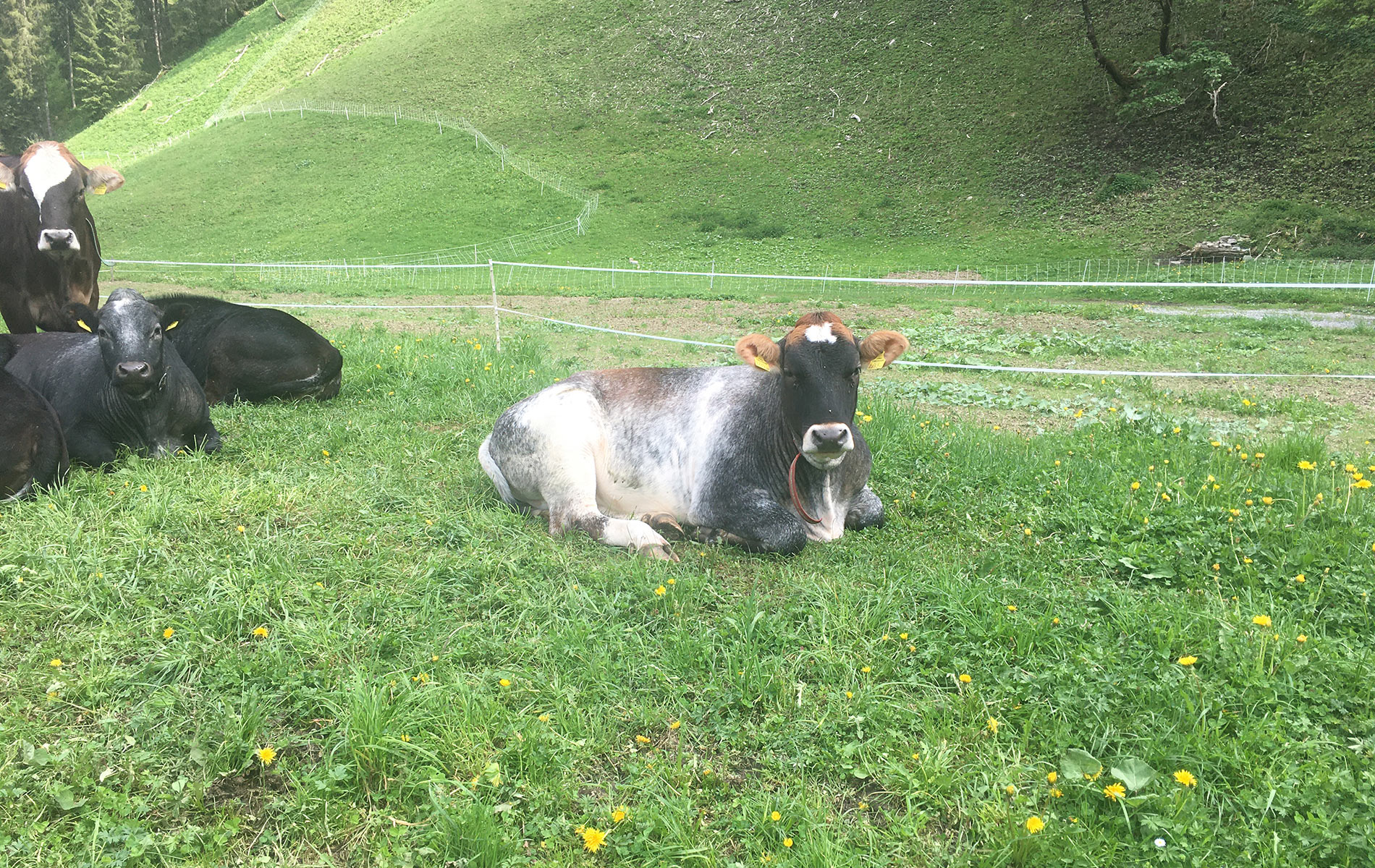 heu-rind Rindfleischprodukte | Rindfleisch aus regionaler ...